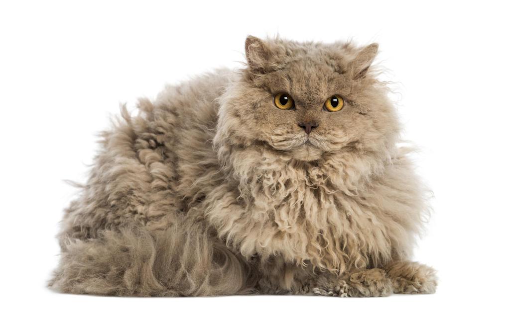 Notícias | Conheça as três raças de felinos mais exóticas do mundo | ON ...
